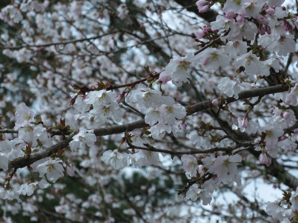 箱根を桜ドライブ: レースとレールと、車に乗って